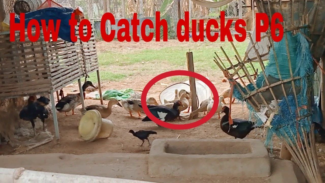 How to catch Ducks P5, Rural lifestyle - YouTube