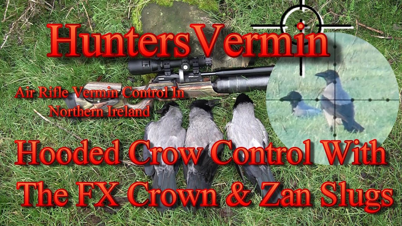 Air Rifle Hunting Hooded Crow Control With The FX Crown And Zan Slugs ...