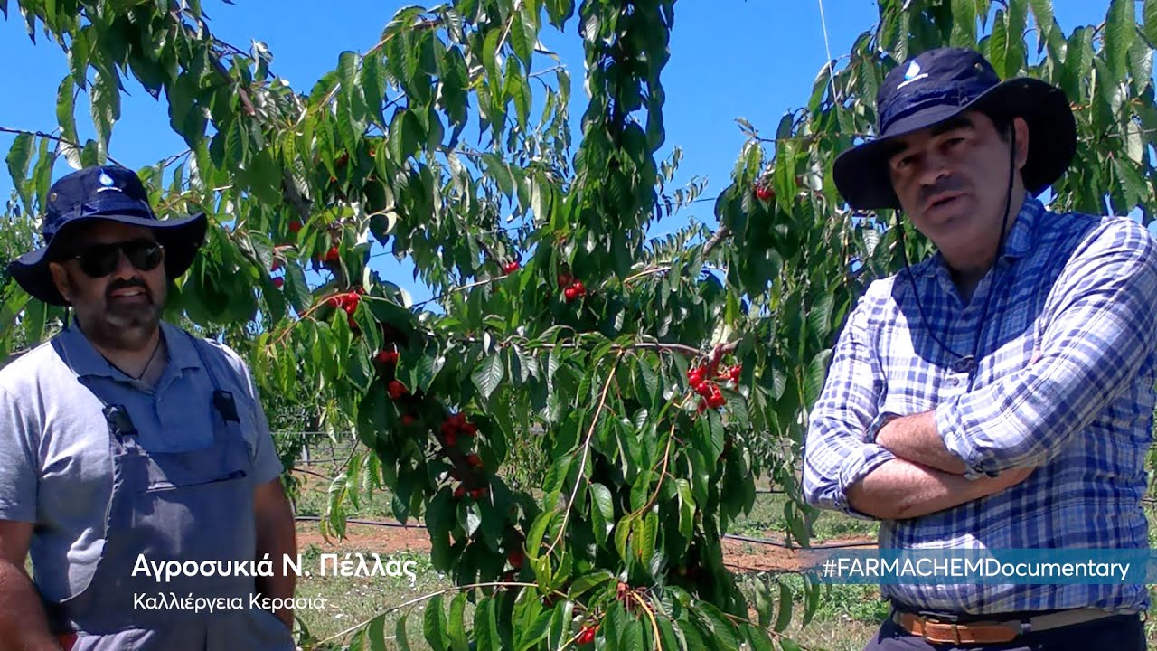 Αγροσυκιά Νομού Πέλλας - Καλλιέργεια Κερασιά - YouTube
