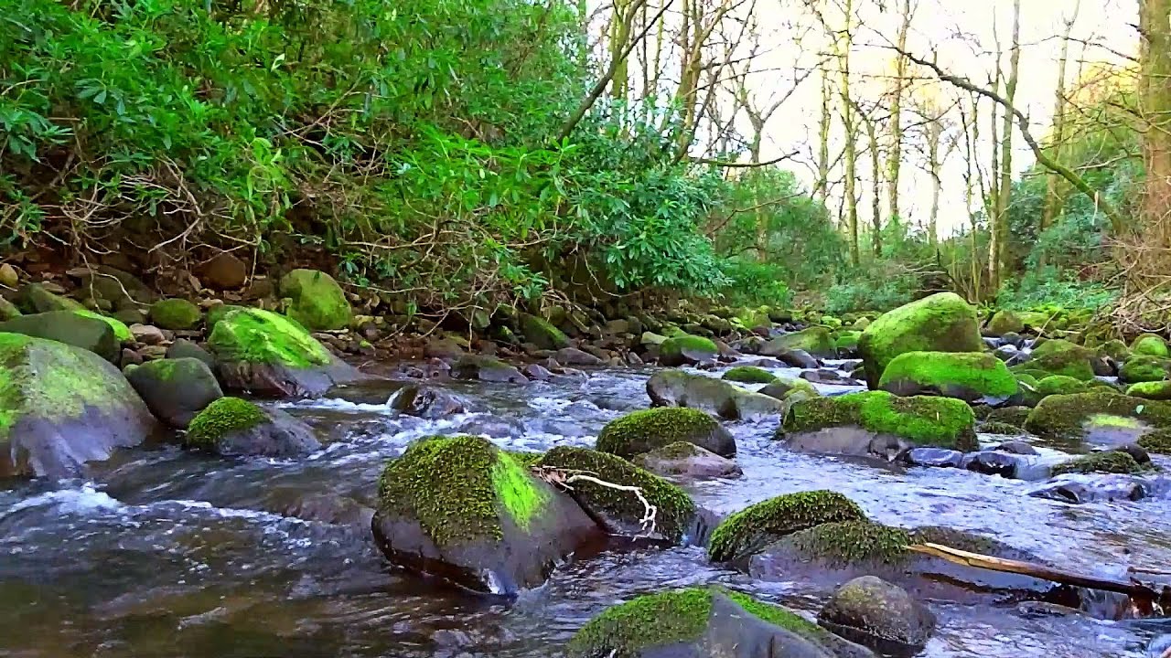 Tranquil summer FOREST STREAM sounds | 10 hours nature white noise for ...