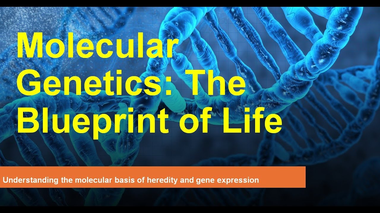 Molecular Genetics: The Blueprint of Life | UGC NET Anthropology - YouTube