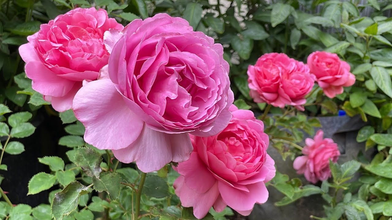 Tranquility by Princess Alexandra of Kent Rose DA Rose David Austin ...