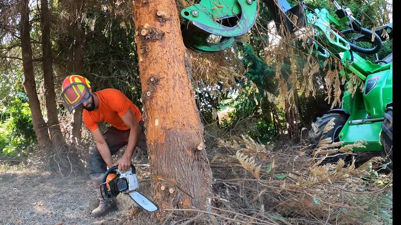 ABATTAGE D'ARBRES CHARGEUR AVANT 860I ET BROYEUR FORST TR6D - YouTube