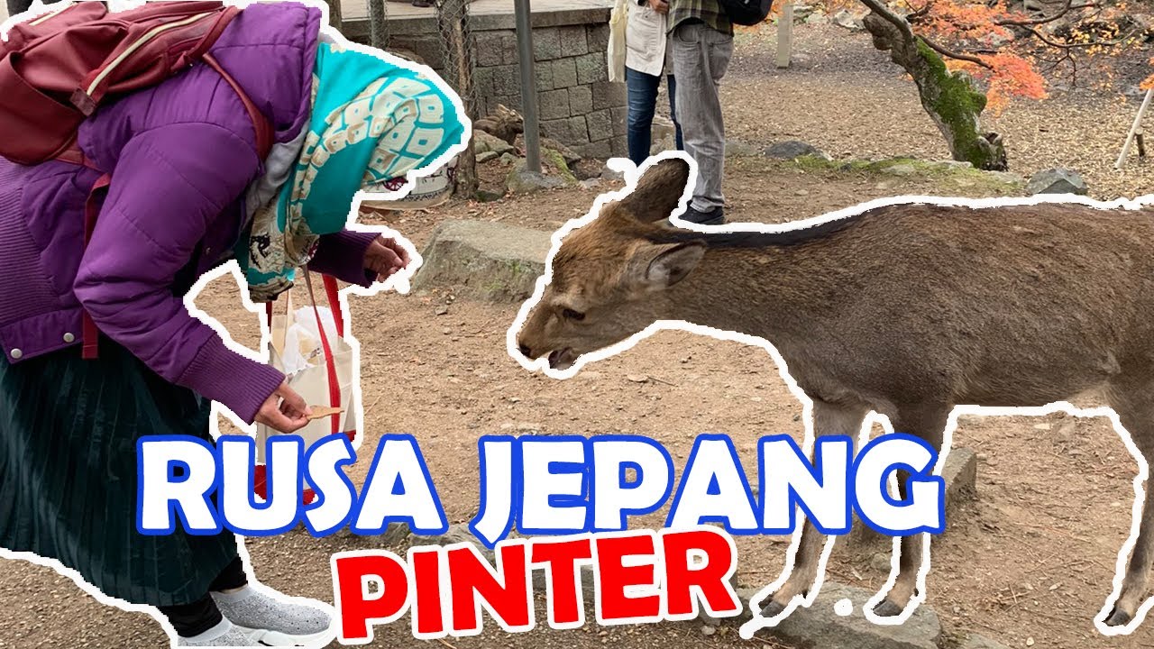 BERMAIN DENGAN RUSA - NARA PARK - YouTube