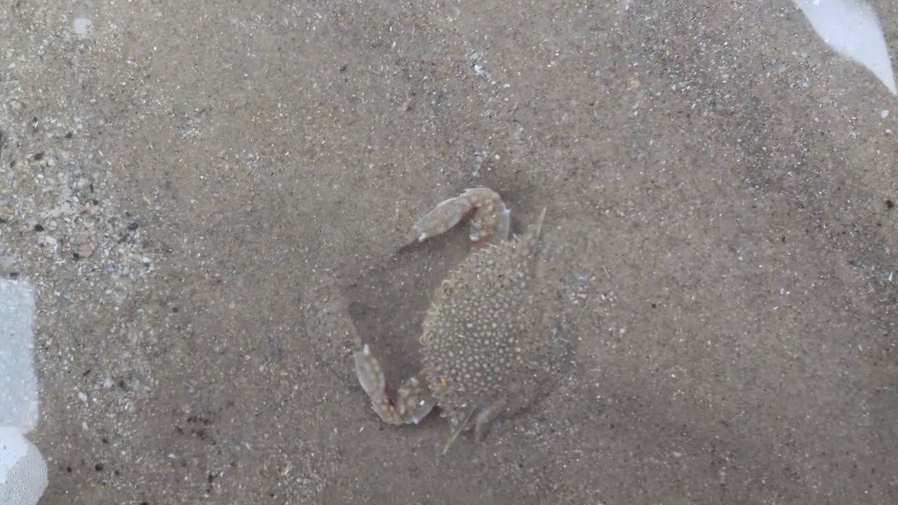 Jaiba ocelada (Arenaeus cribrarius) - YouTube