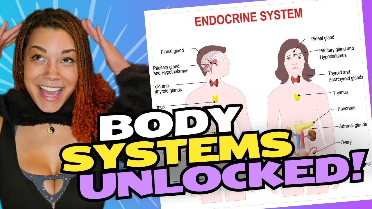 AP Flashcards ~Endocrine System Overview: Hormones and Their Functions ...