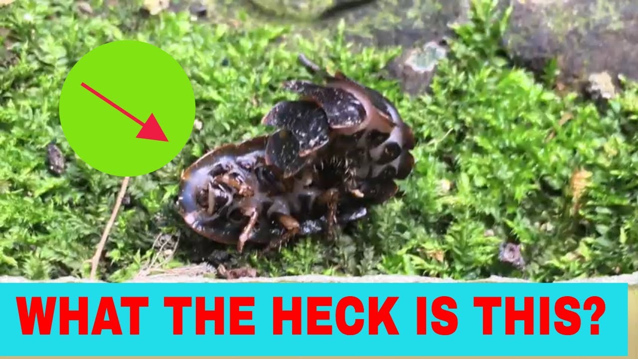 I FOUND AN ALIEN IN CHINA! - YouTube