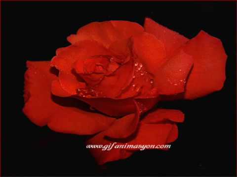 AY YUZLUM & AFACAN 53