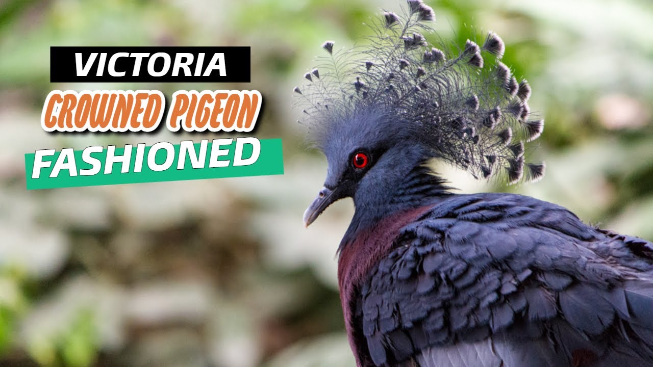 Victoria Crowned Pigeon - Rarest Pigeon in the World - YouTube