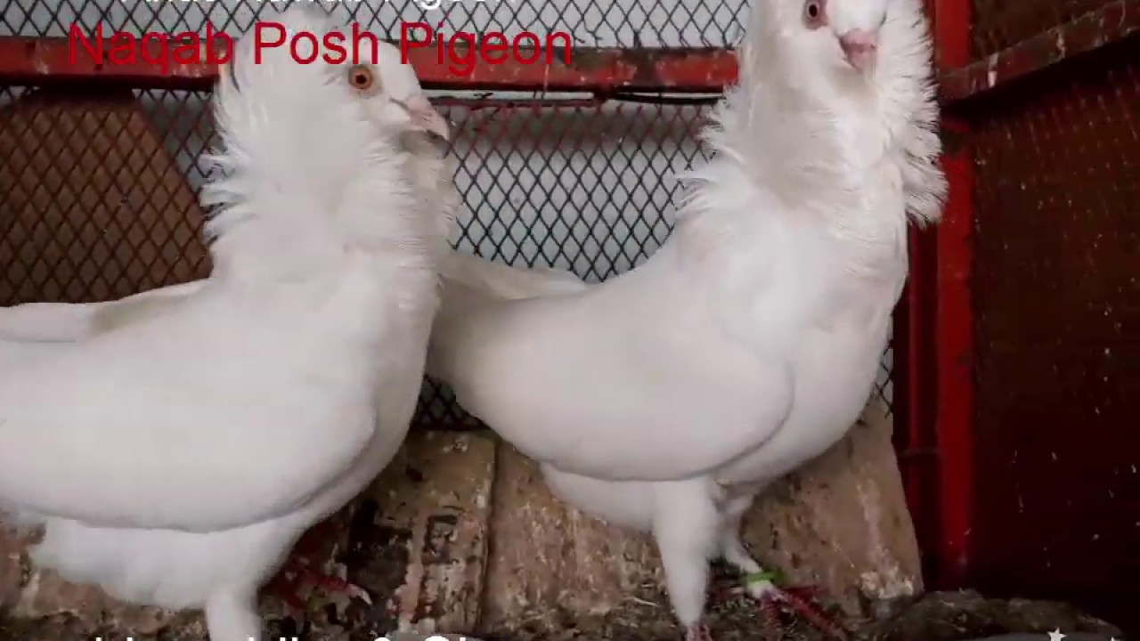 Naqab Posh | Anas Nawab Pigeon - YouTube