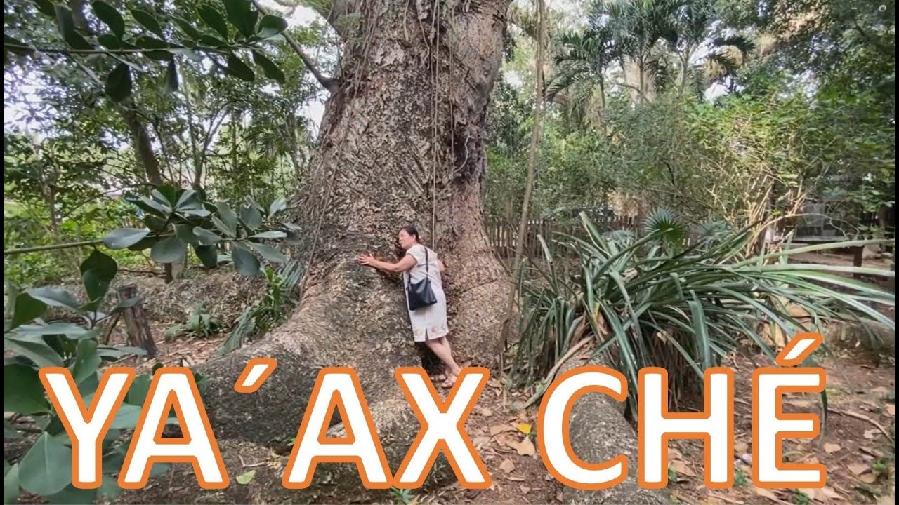 EL ÁRBOL SAGRADO DE LOS MAYAS I YA´AXCHE I HOLBOX I AY JUANITA - YouTube