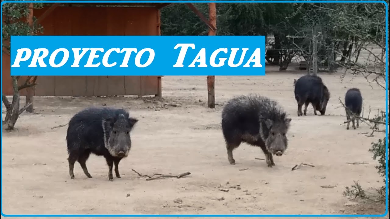 PELIGRO DE EXTINCIÓN - El TAGUA DEL CHACO PARAGUAYO (PROYECTO TAGUA ...