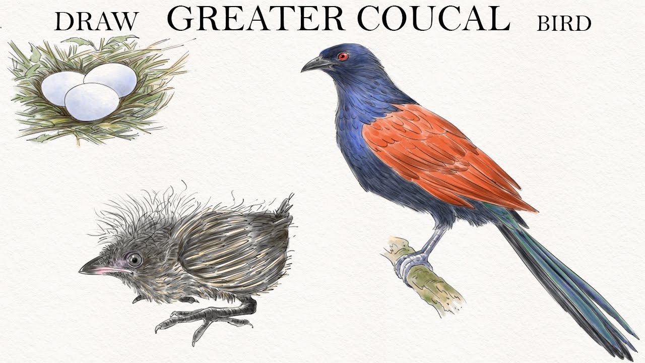 Draw Greater coucal bird || Greater coucal पक्षी चित्रण || Greater ...