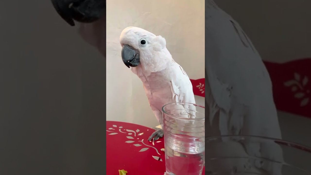 Dinner with two cute talking cockatoos - YouTube