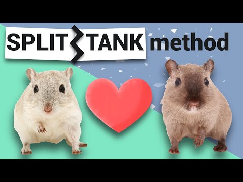 Your COMPLETE GUIDE to bonding gerbils: The split cage method