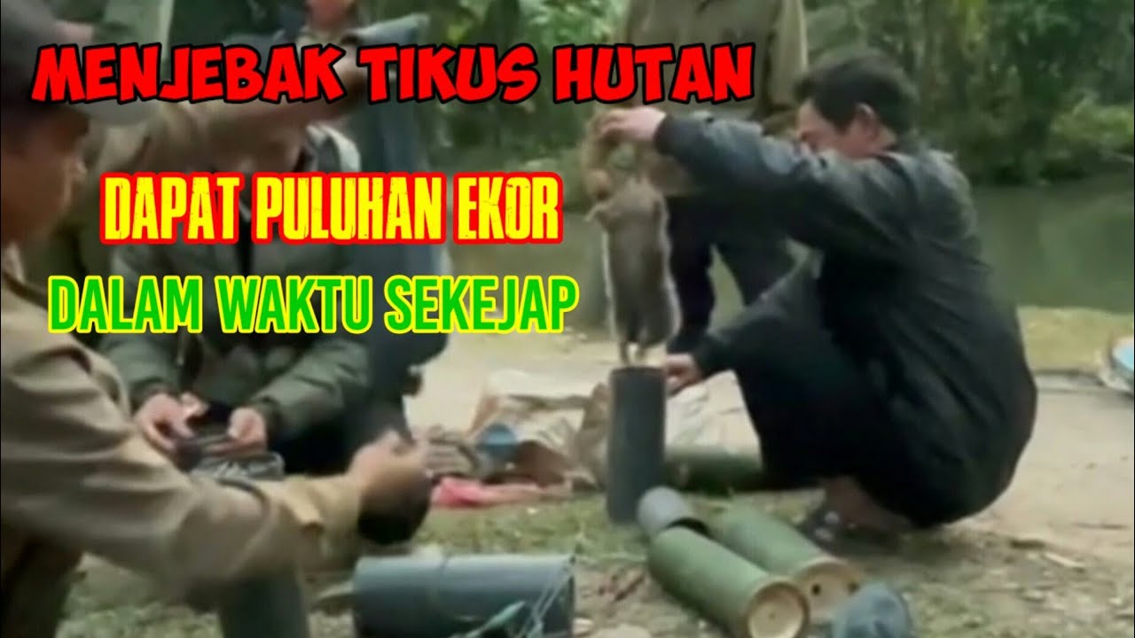 Menjebak Tikus Hutan Dengan Bambu Dan Paralon - YouTube