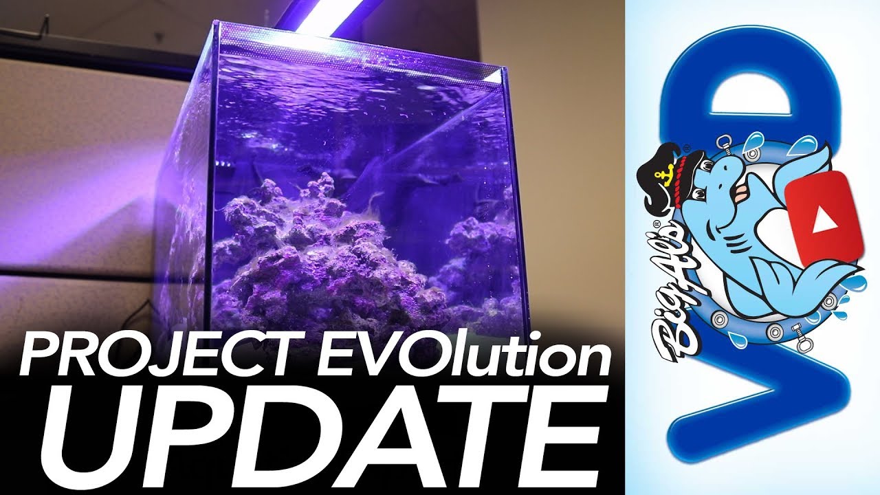 Project EVOlution: Cycling & Adding Livestock | BigAlsPets.com - YouTube