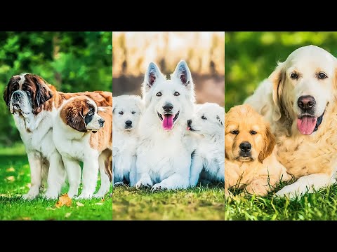 🐕‍🦺 Şirin Yavru Köpekler ve Anneleri İle Oyunları
