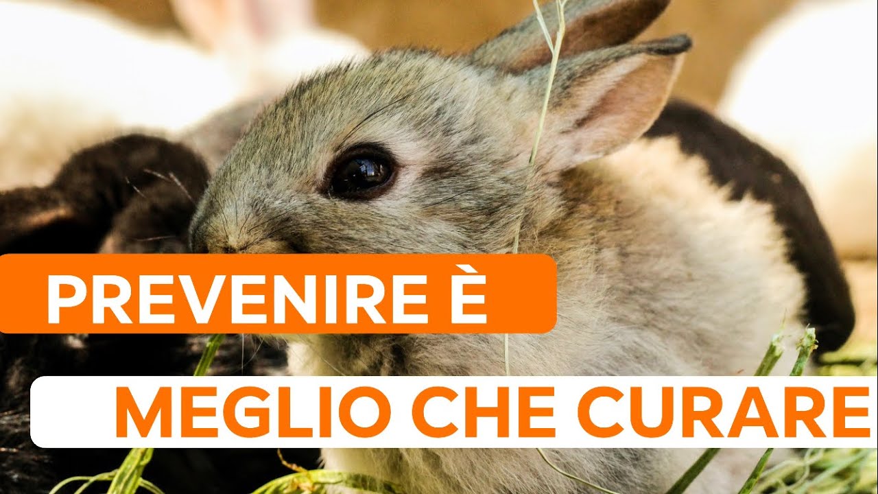CONIGLI | Come Prevenire La Rogna Dei Conigli - YouTube