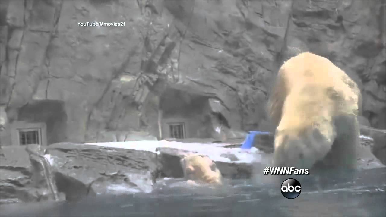 Mama Polar Bear Rescues Cub Who Can't Swim - YouTube