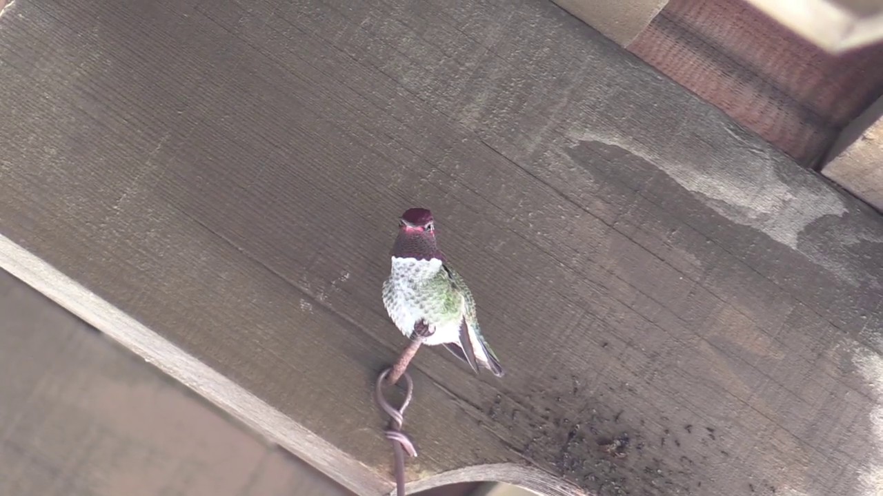 Dive-bombing Anna's Hummingbird - YouTube