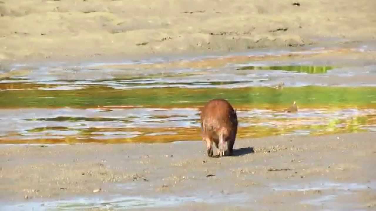 Encuentros cercanos con un Picuro en Villa Carmen - YouTube