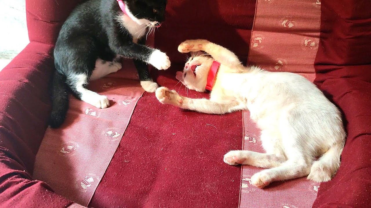 kucing gelandangan jadi teman kucing rumahan - YouTube