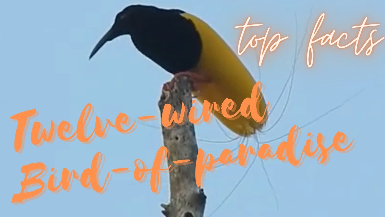 Twelve-wired Bird-of-paradise facts🦜Wonderful! “Wire-wipe Display ...