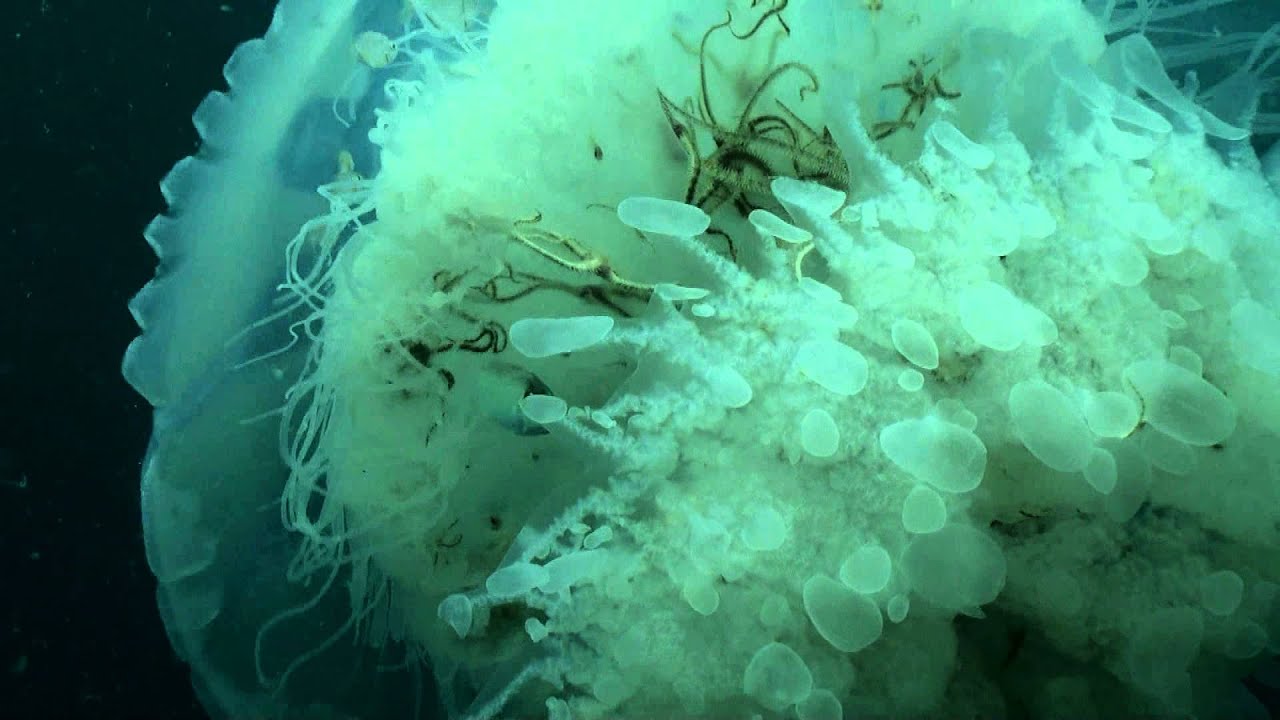 JELLY-STAR-FISH FULL HD - YouTube