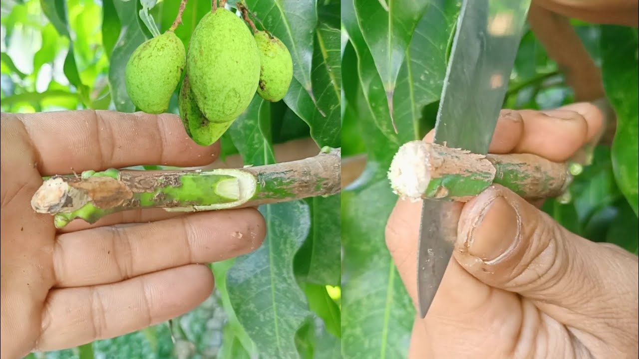 The Best Summer Mango Tree Graft Technique - YouTube
