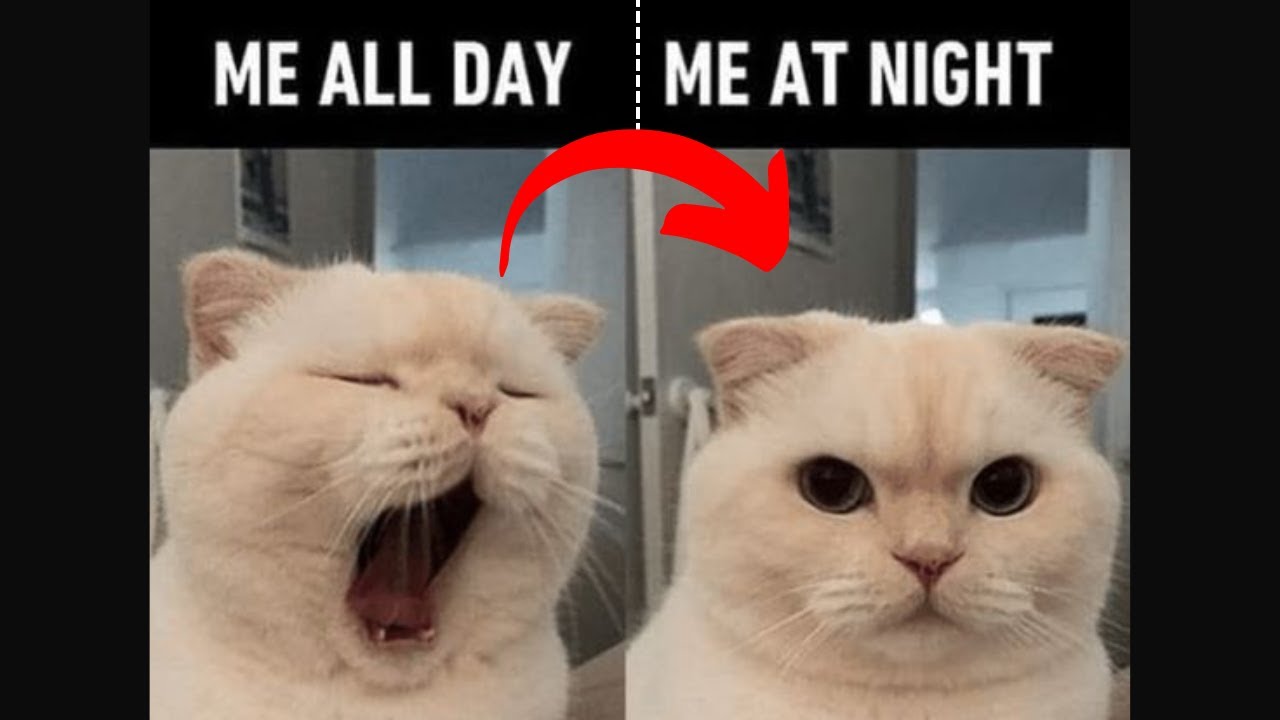 Funny Random Memes Compilation Most People Will Relate To - Part 9 ...