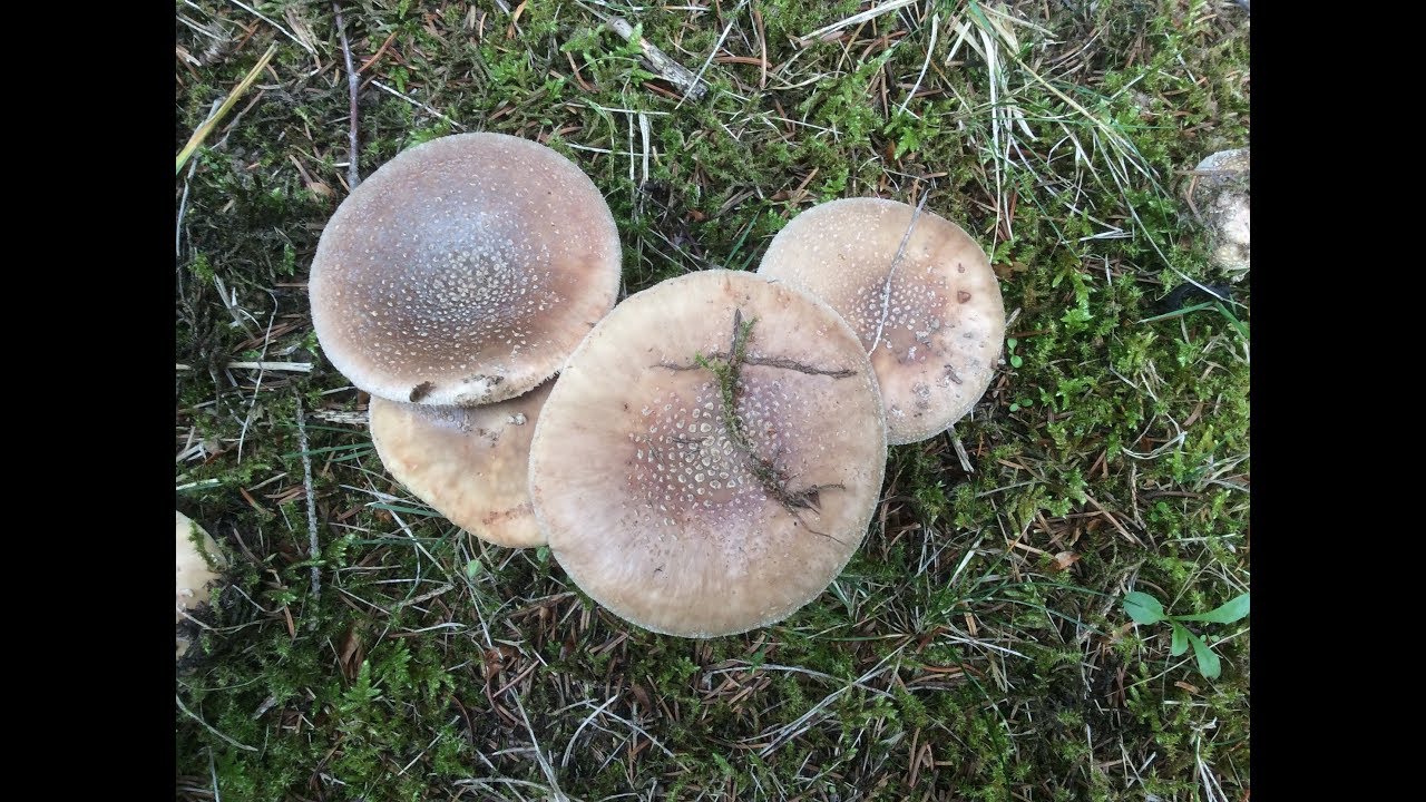 Amanite panthère ' Amanita pantherina' Les grains de lumière - YouTube