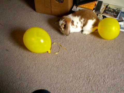 Super Freak bunny, with balloons - YouTube