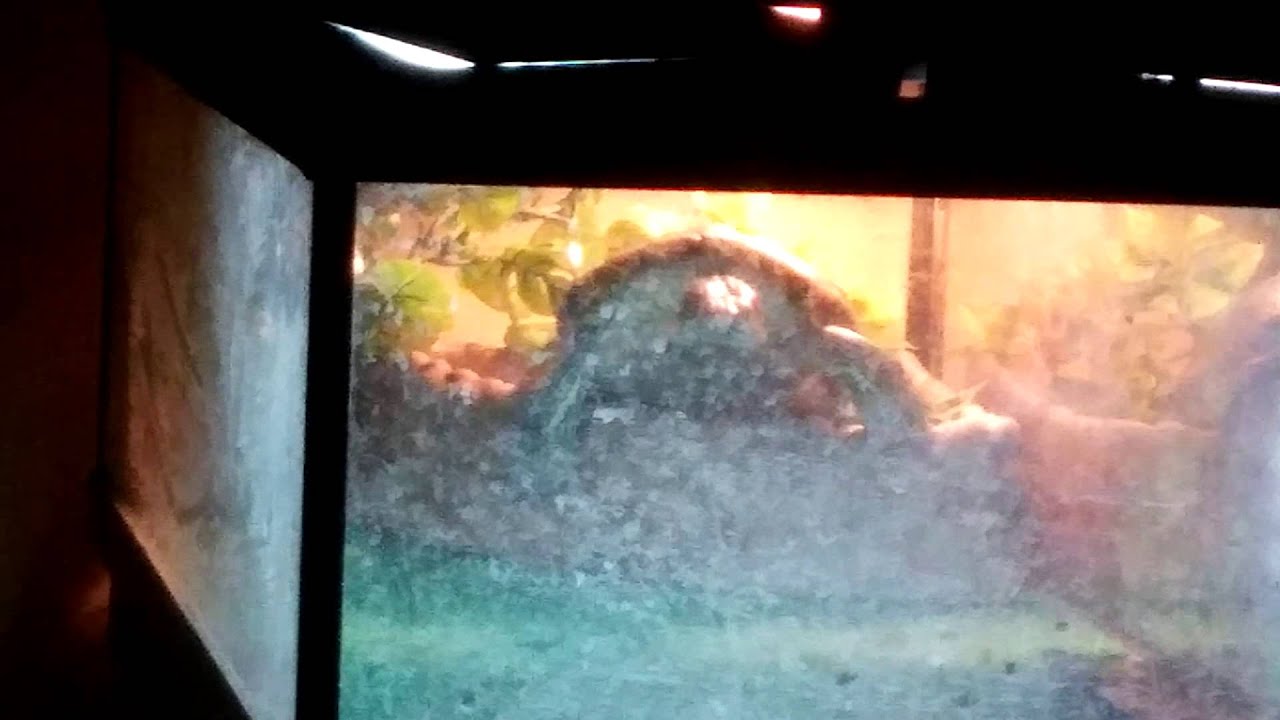 Red Eared Slider Female Digging - YouTube