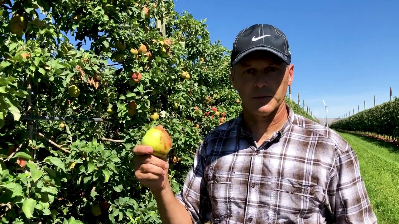 Calcium Deficiency in Apples - YouTube