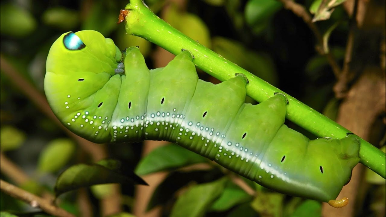 Regg'Lyss " El Gusanillo " cover Risenroots - YouTube