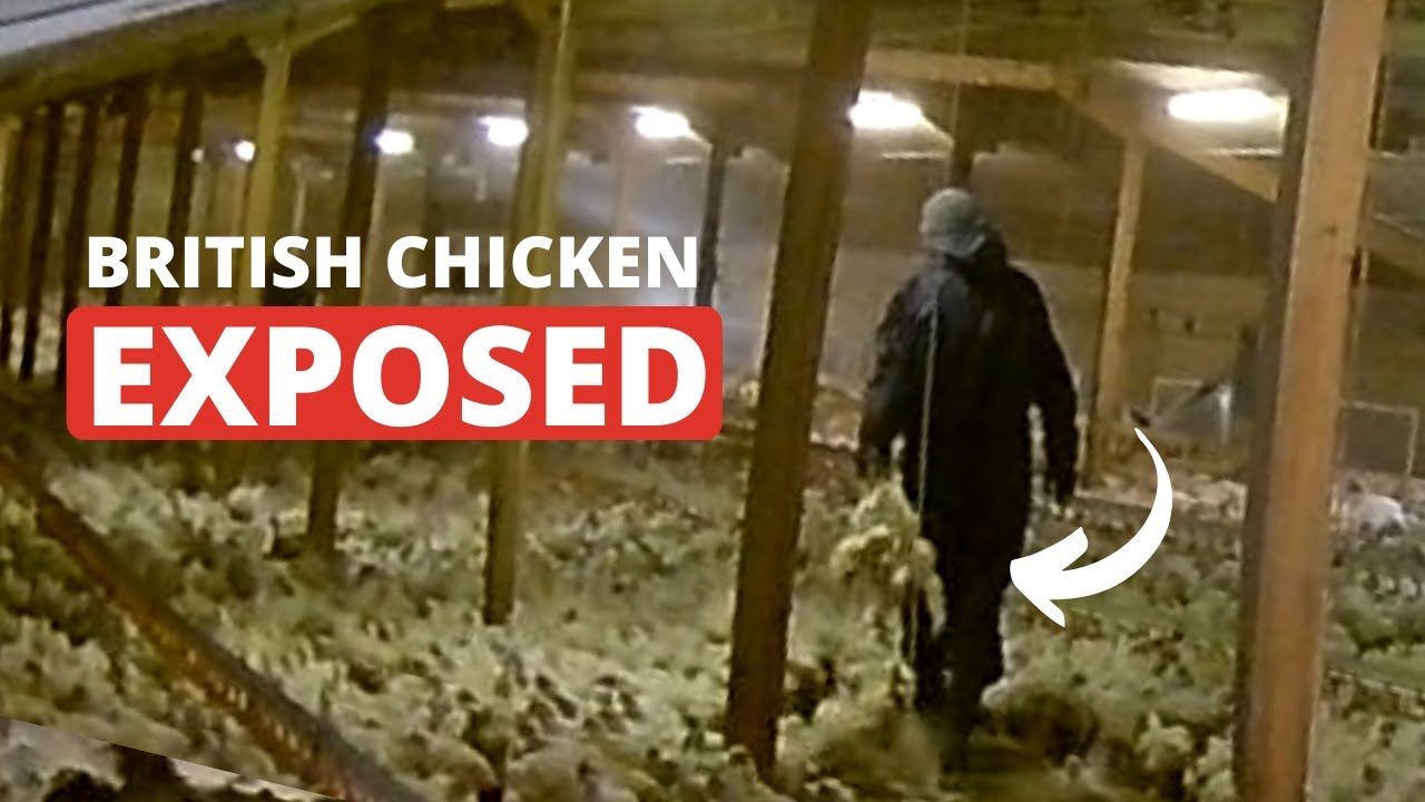 How is British chicken made? | Open Cages investigation - YouTube