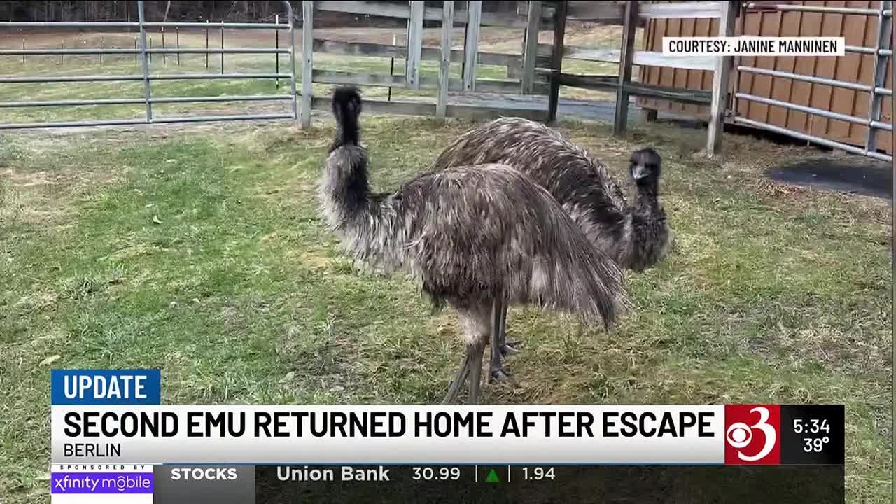 1 of 2 emus survives escape from Central Vermont farm - YouTube