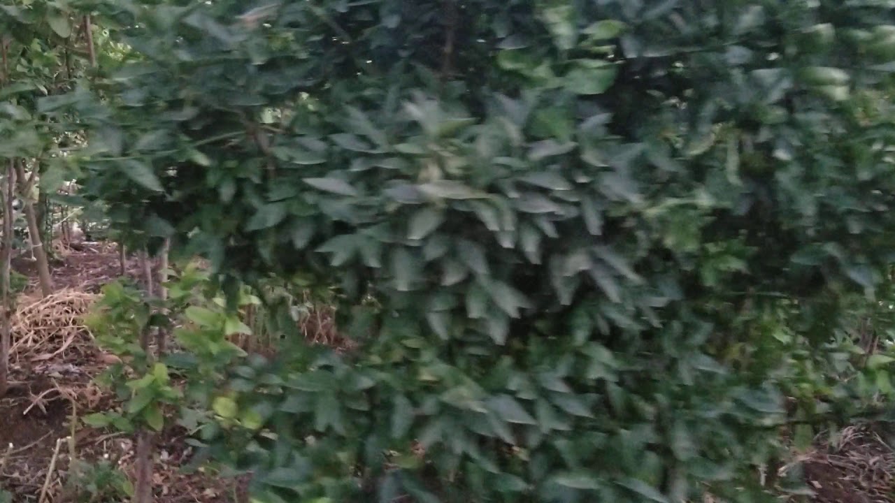 High density Guava orchard in Glendale AZ - YouTube