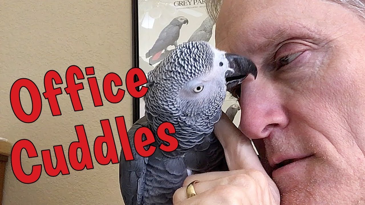 Jeff the parrot whisperer - YouTube
