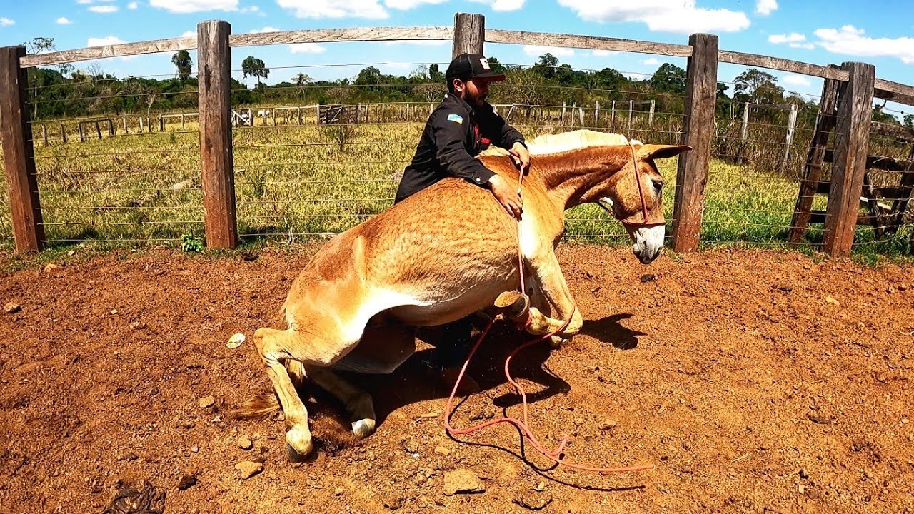 MEU BURRO PULOU COMIGO QUANDO COLOQUEI ELE PARA DEITAR "Doma de muares ...