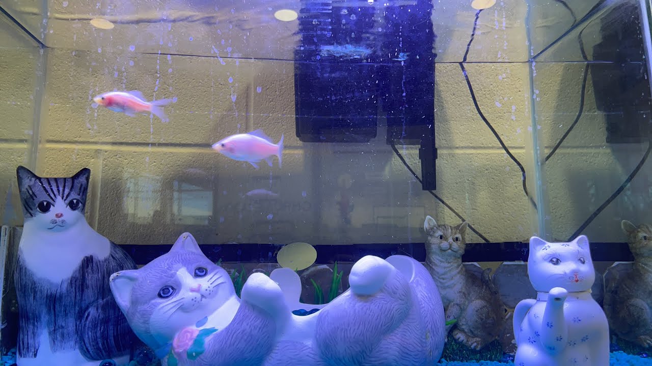 The School Library Fish Tank - YouTube