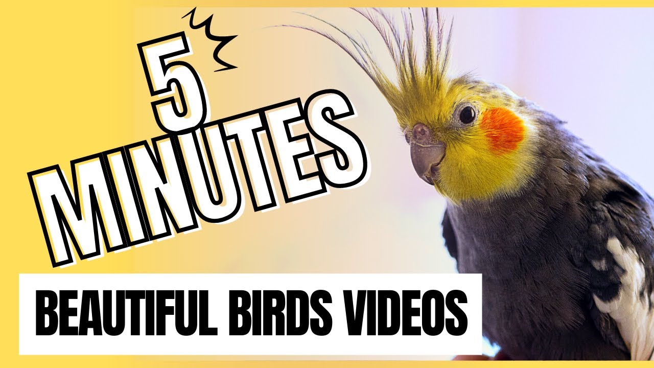 5 Minute Video of Beautiful Birds in Nature - High Quality - for Kids ...