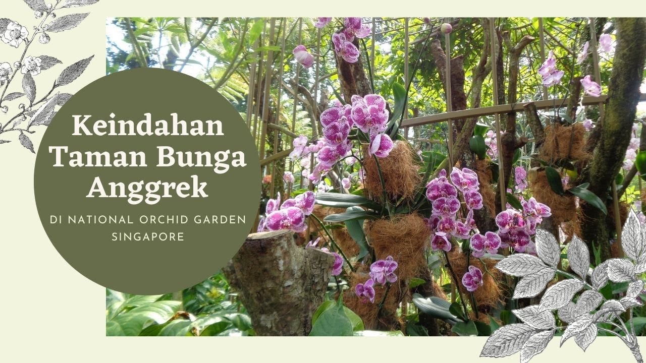 Keindahan Taman Bunga Anggrek di National Orchid Garden Singapore - YouTube