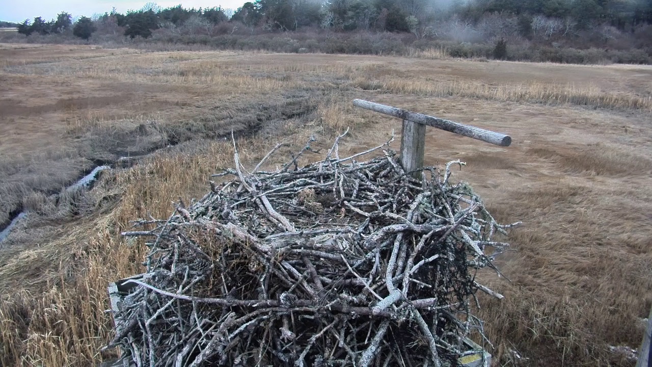 Cape Cod Museum of Natural History Live Stream - YouTube