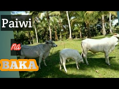 Paiwi na baka - YouTube