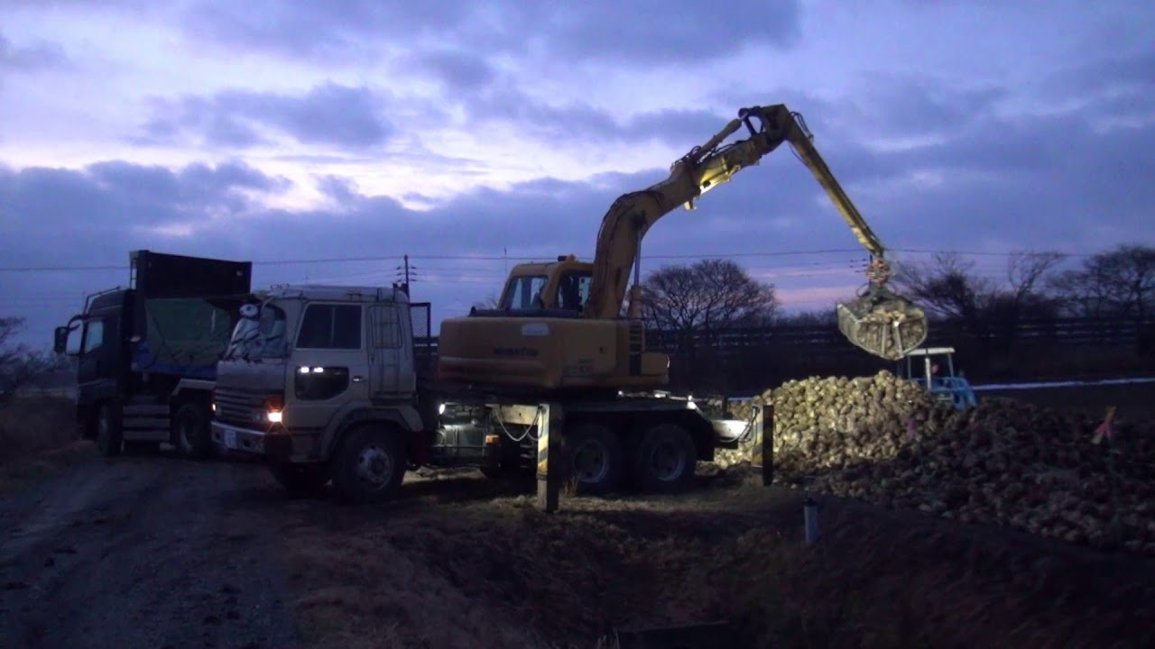 Loading of sugar beet ビート積込 - YouTube