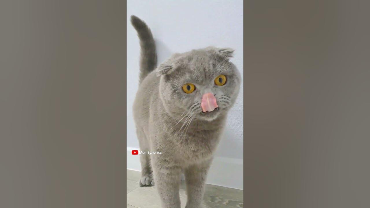 П'ятниця😊 Приколи кішки Булочки #моябулочка #скотішфолд # ...