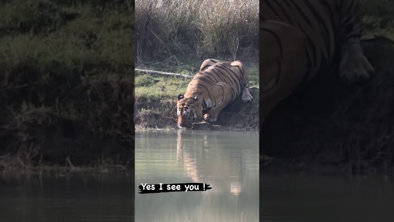 SHIVA the famous WAGHDO'S SON at Tadoba 😍 - YouTube
