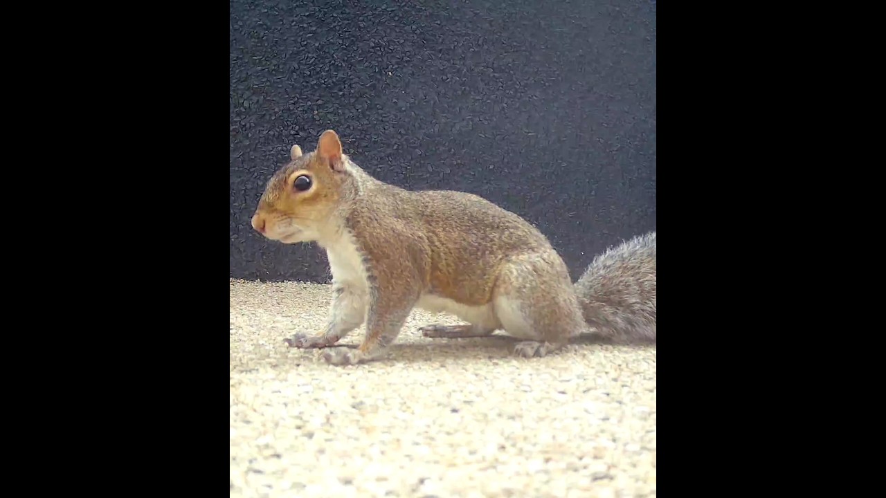 Cute Squirrel Collecting Nuts at the Feeder: A Peek Into Their Nutty ...